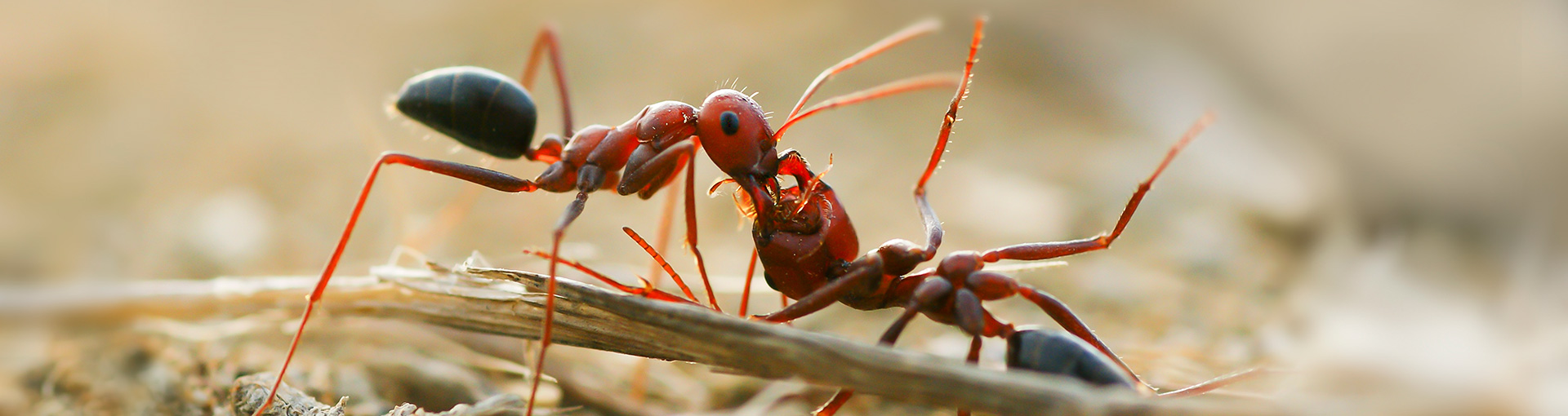 Best Fire Ant Treatment Services in Florida | Fire Ant Control, LLC.